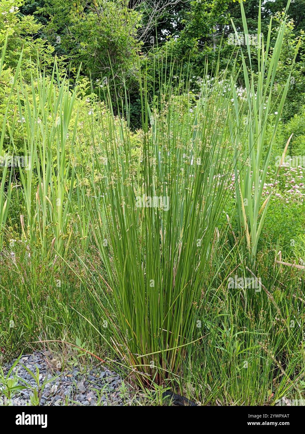 Soft Rush (Juncus effusus Stock Photo - Alamy