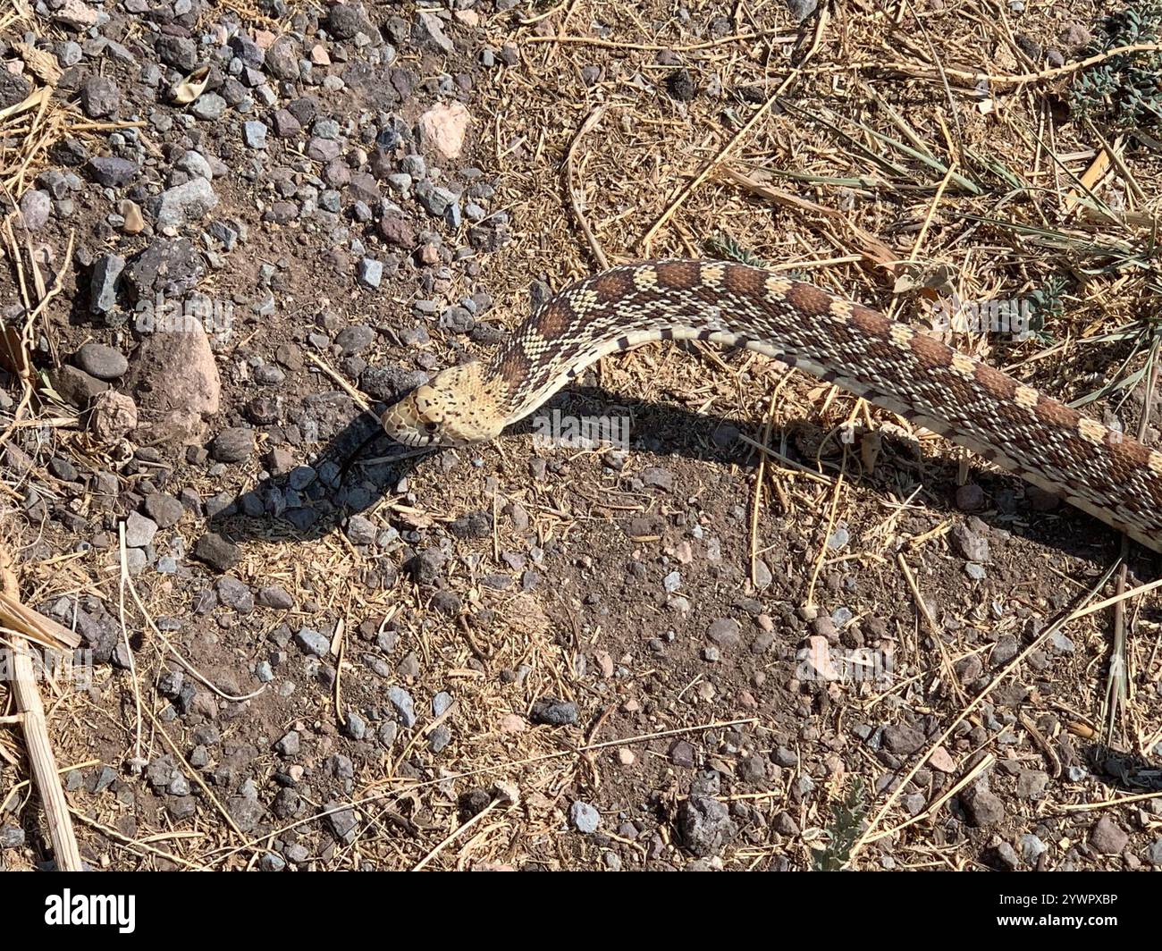 Sonoran gopher snake pituophis catenifer affinis hi-res stock ...