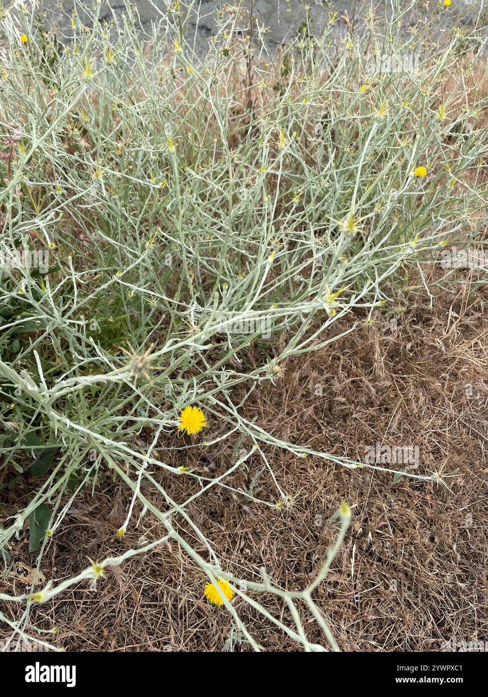 Yellow Star-Thistle (Centaurea solstitialis Stock Photo - Alamy