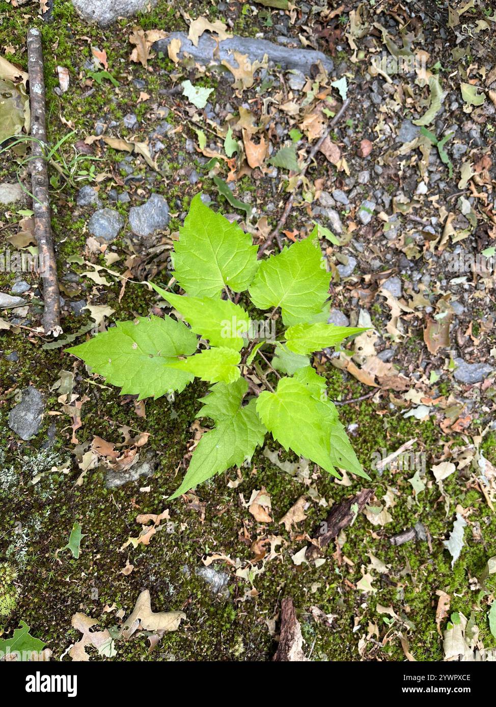 wood asters (Eurybia Stock Photo - Alamy