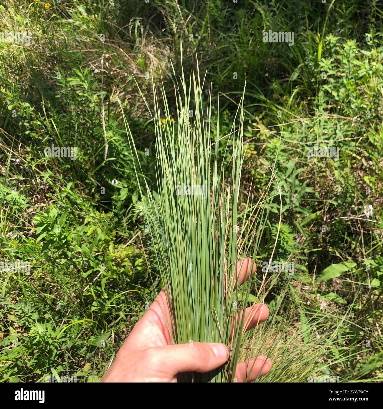 Hairawn Muhly (Muhlenbergia capillaris Stock Photo - Alamy