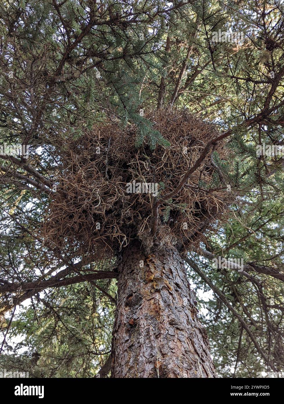 spruce witch's broom rust (Chrysomyxa arctostaphyli Stock Photo - Alamy