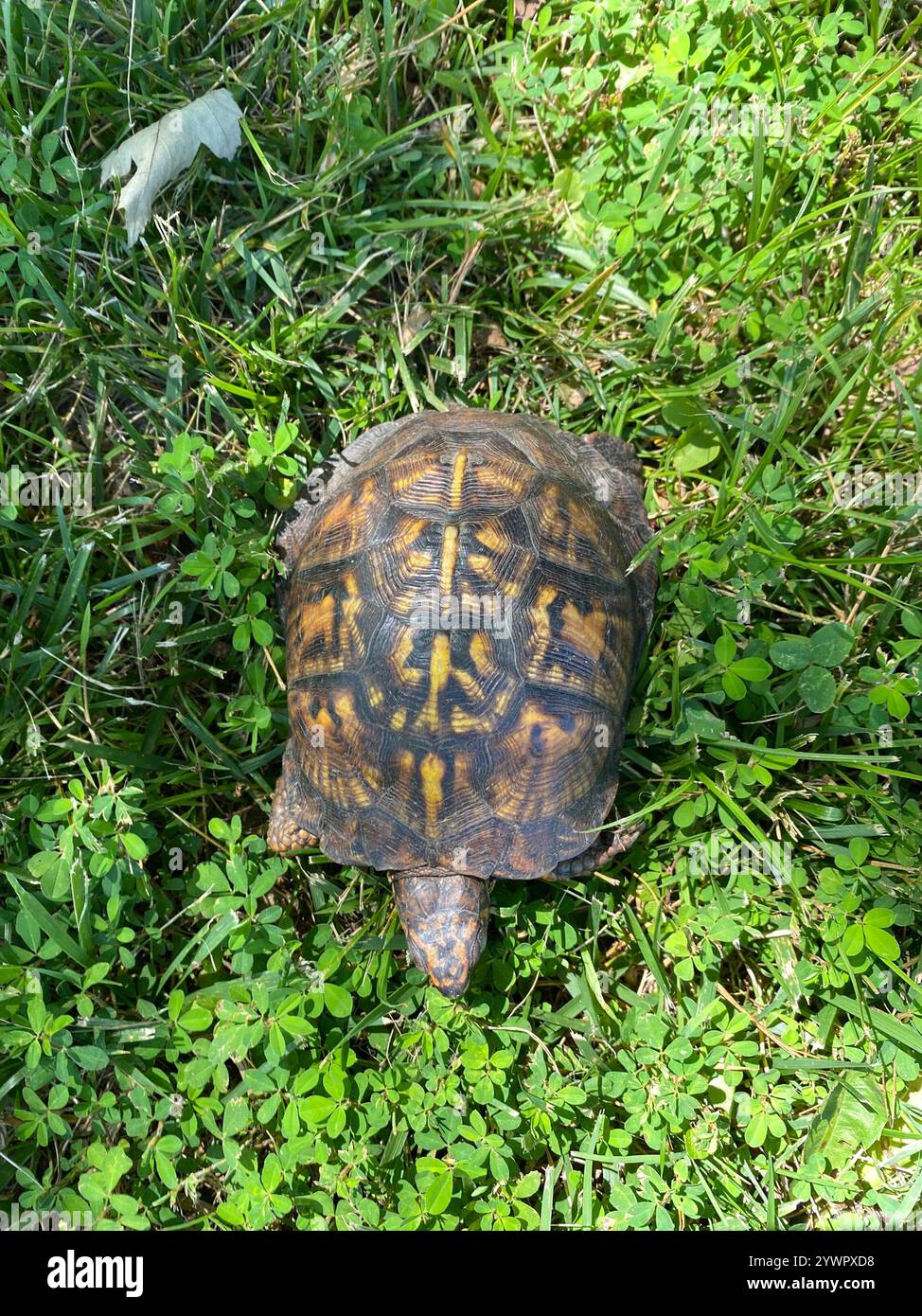 Eastern Box Turtle (Terrapene carolina carolina Stock Photo - Alamy