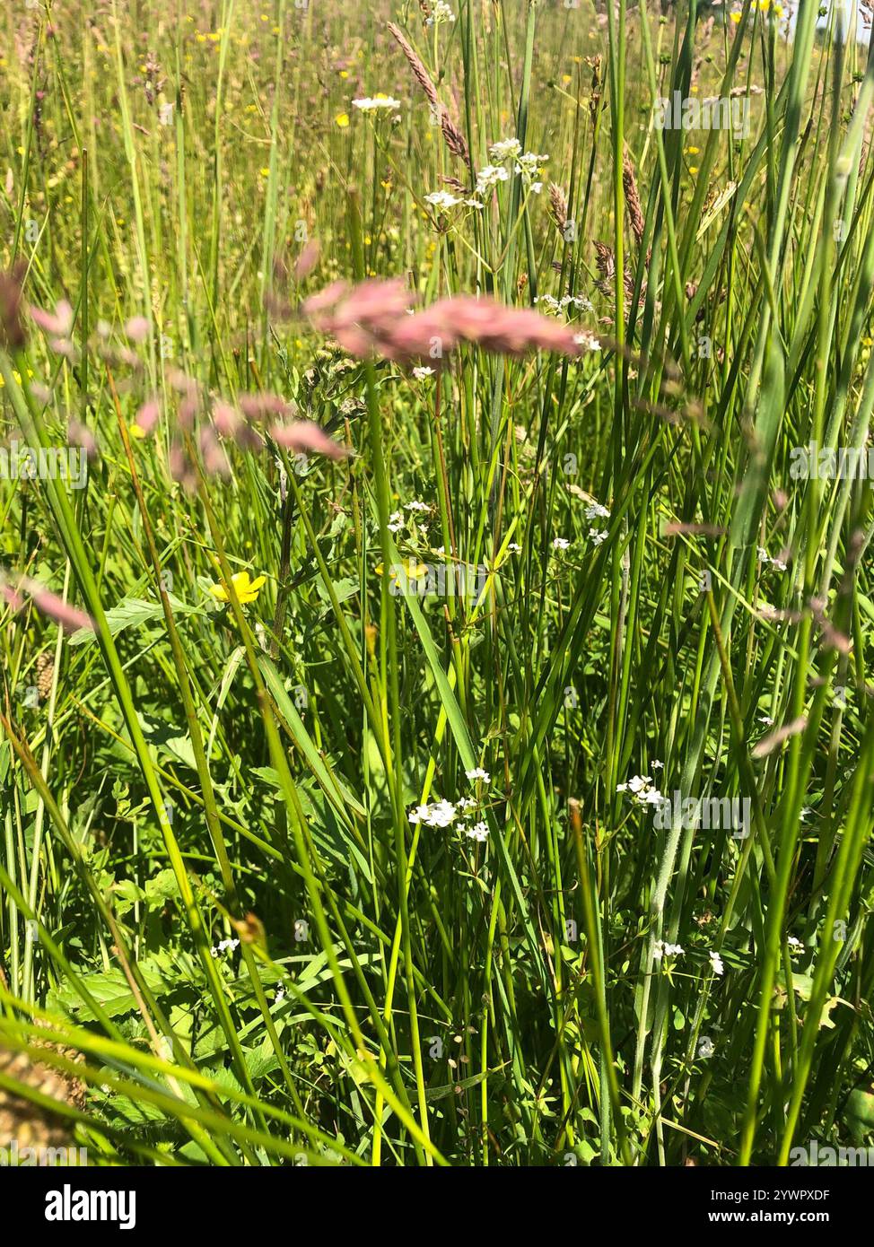Common Marsh-bedstraw (Galium palustre Stock Photo - Alamy