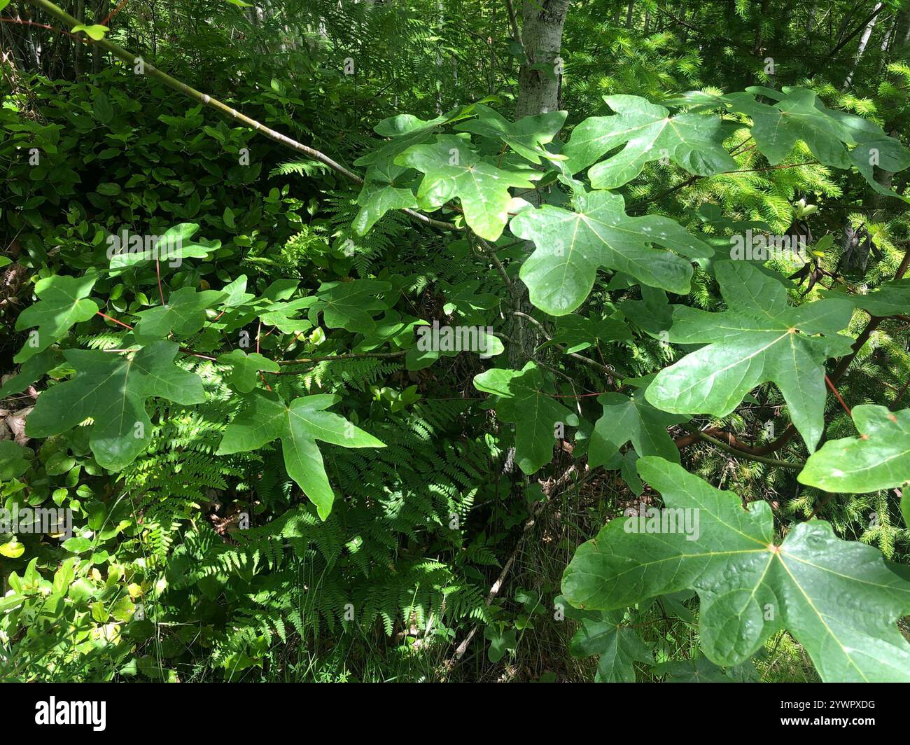 bigleaf maple (Acer macrophyllum Stock Photo - Alamy