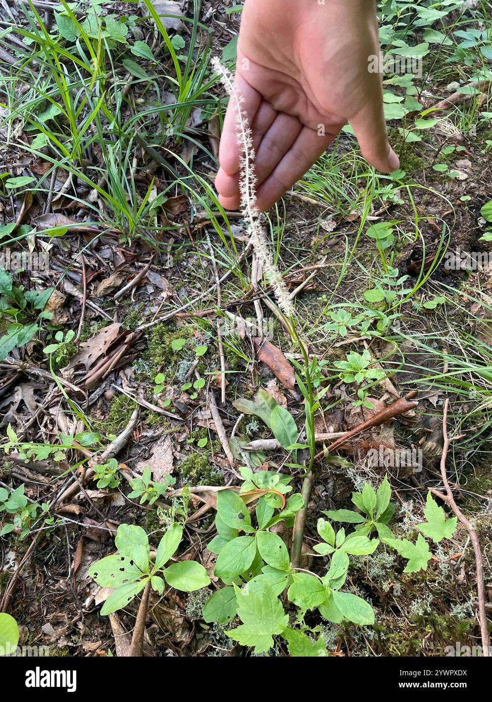 devil's bit (Chamaelirium luteum Stock Photo - Alamy