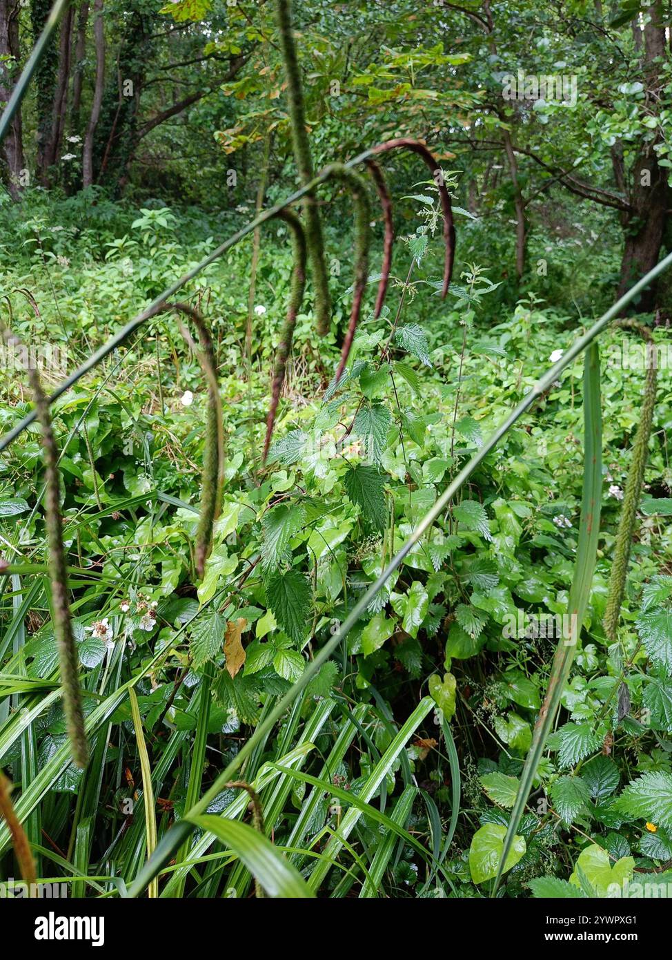 Hanging sedge (Carex pendula Stock Photo - Alamy