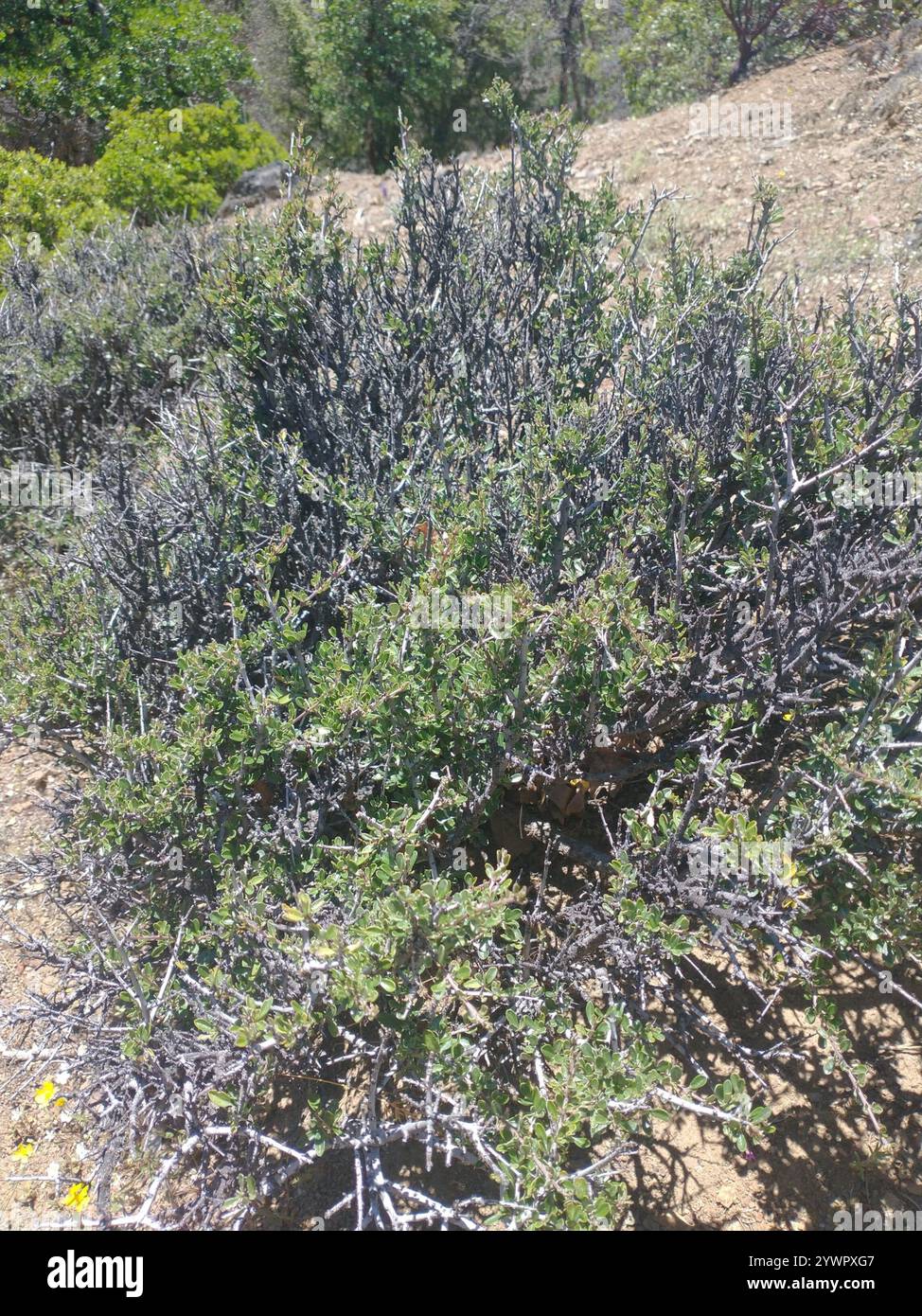 Buckbrush (Ceanothus cuneatus Stock Photo - Alamy