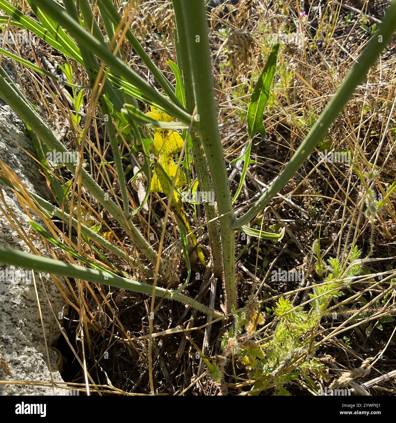 Rush Skeletonweed (Chondrilla juncea Stock Photo - Alamy
