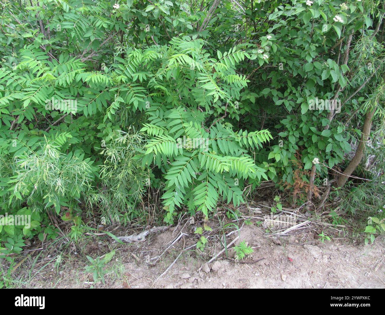 smooth sumac (Rhus glabra Stock Photo - Alamy