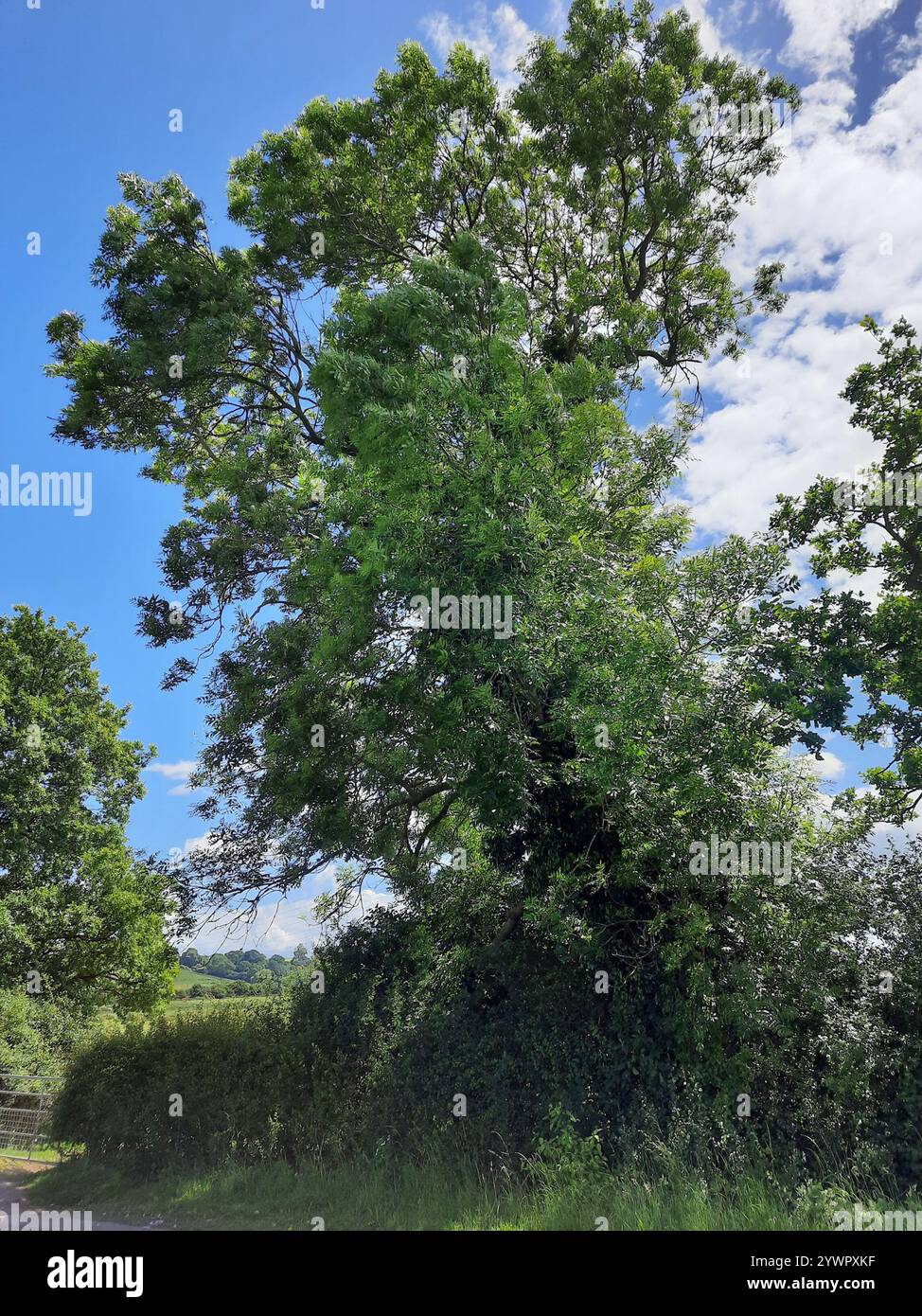 European ash (Fraxinus excelsior Stock Photo - Alamy