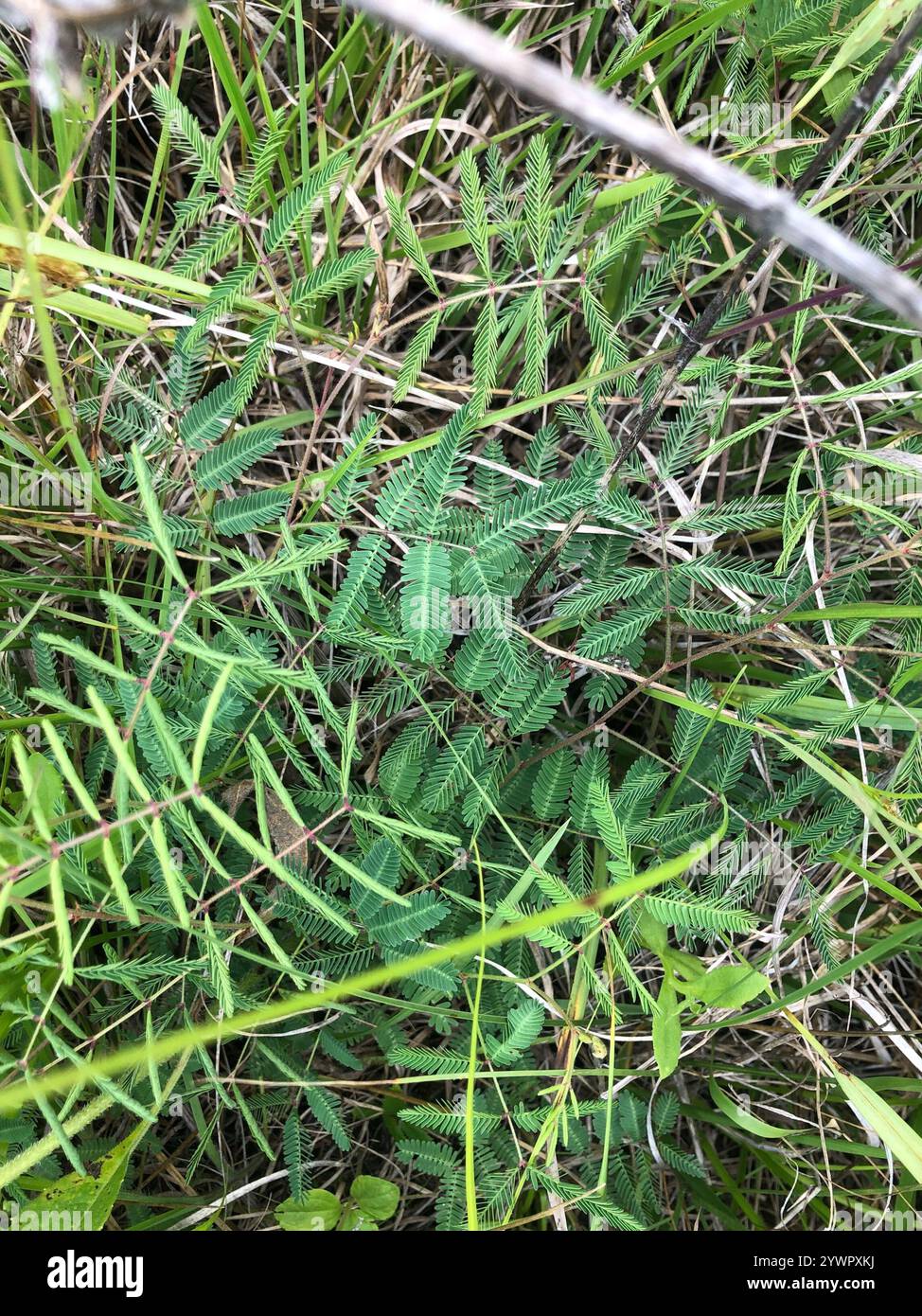 Yellow Puff (Neptunia lutea Stock Photo - Alamy