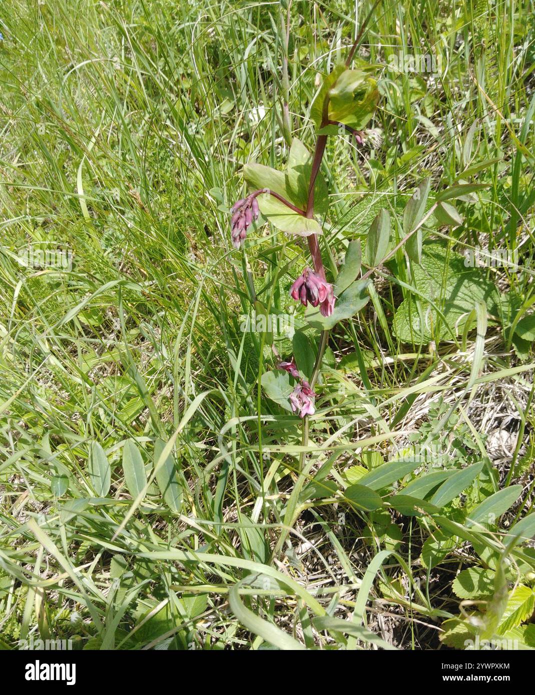 Pisiform grass-pea (Lathyrus pisiformis Stock Photo - Alamy