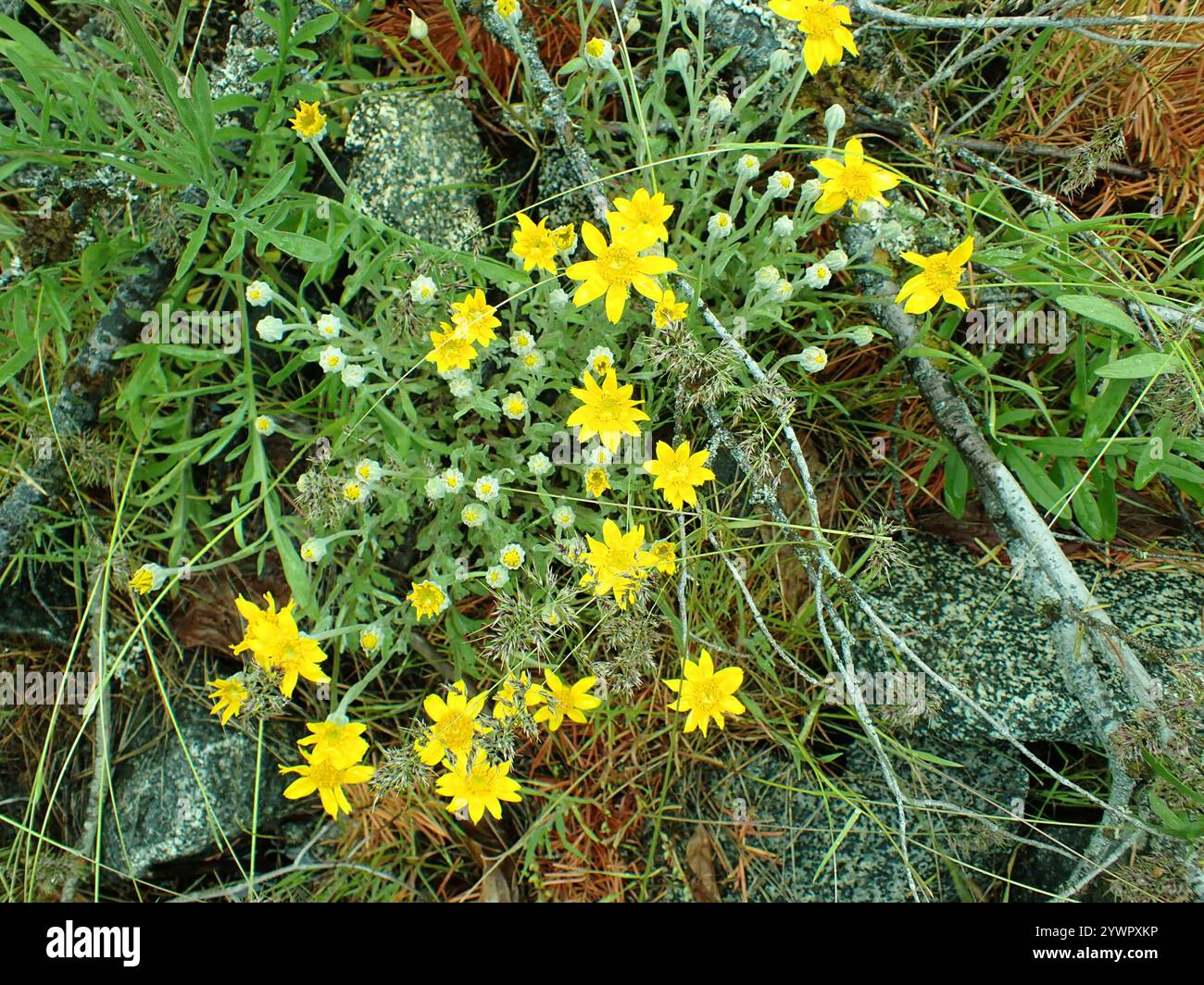 common woolly sunflower (Eriophyllum lanatum Stock Photo - Alamy