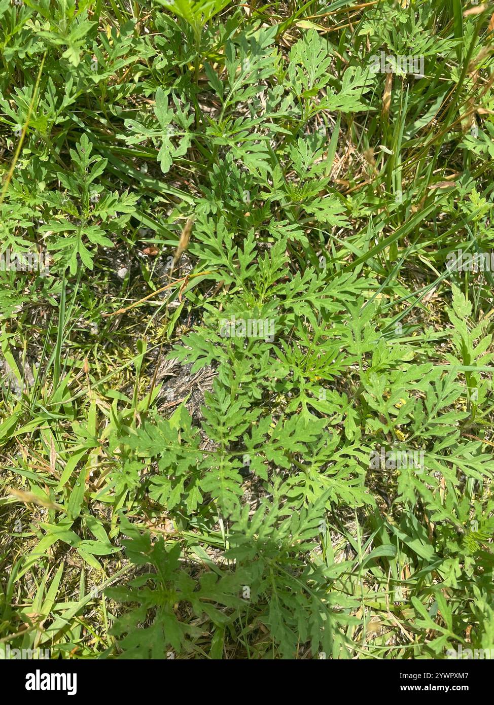 common ragweed (Ambrosia artemisiifolia Stock Photo - Alamy