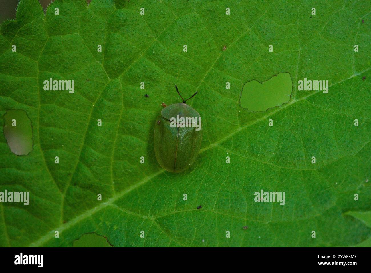 Green Tortoise Beetle (Cassida viridis Stock Photo - Alamy