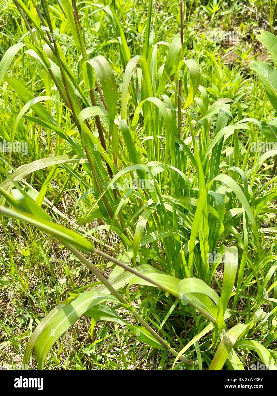 eastern gamagrass (Tripsacum dactyloides Stock Photo - Alamy