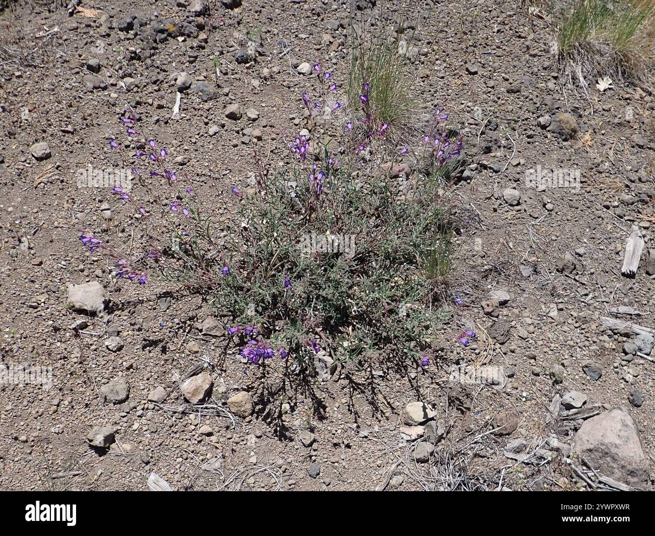 Mountain Blue Penstemon (Penstemon laetus laetus Stock Photo - Alamy