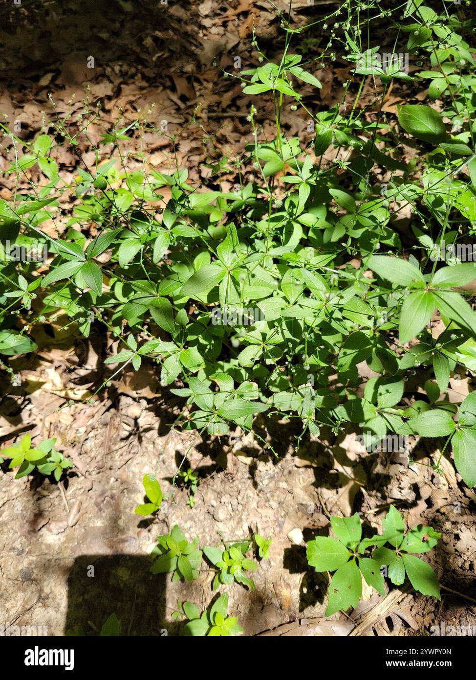 licorice bedstraw (Galium circaezans Stock Photo - Alamy