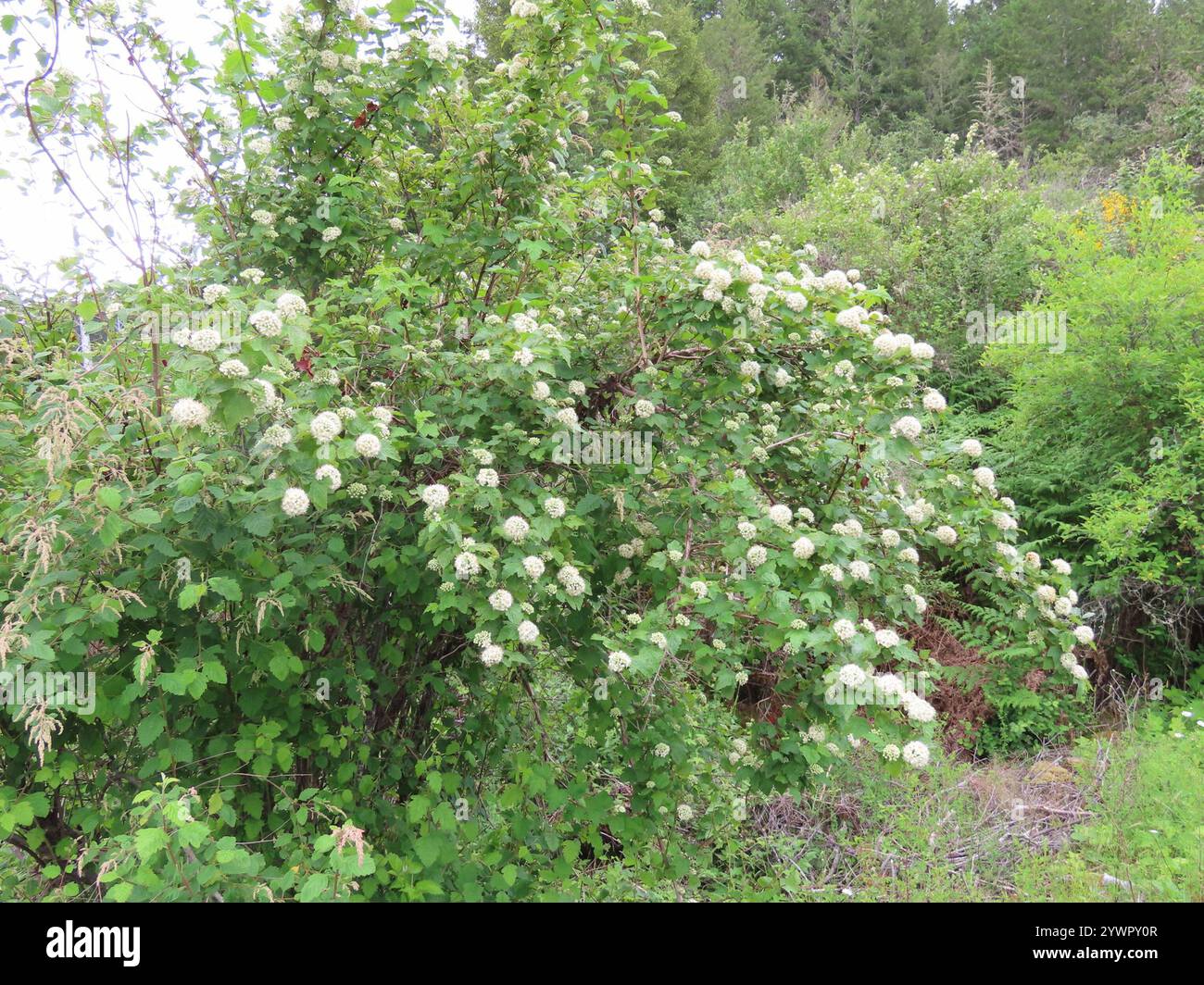 Pacific ninebark (Physocarpus capitatus Stock Photo - Alamy