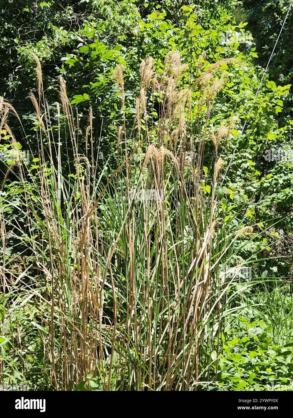 Chinese silver grass (Miscanthus sinensis Stock Photo - Alamy