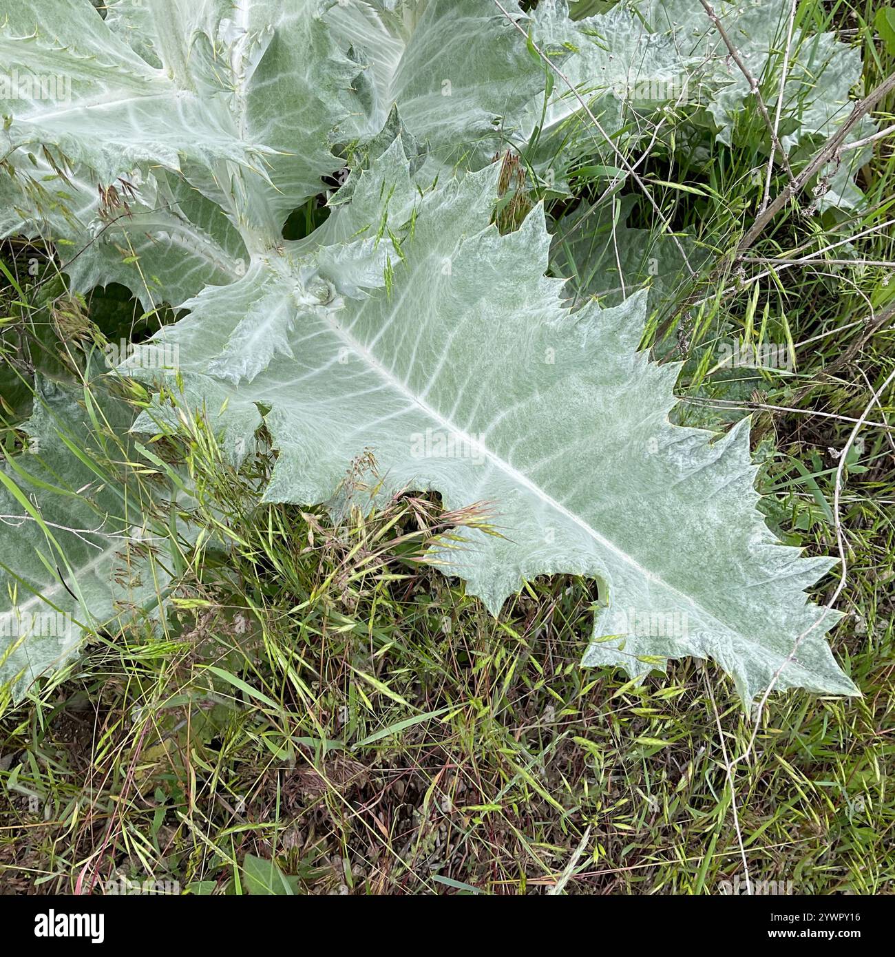 cotton thistle (Onopordum acanthium Stock Photo - Alamy