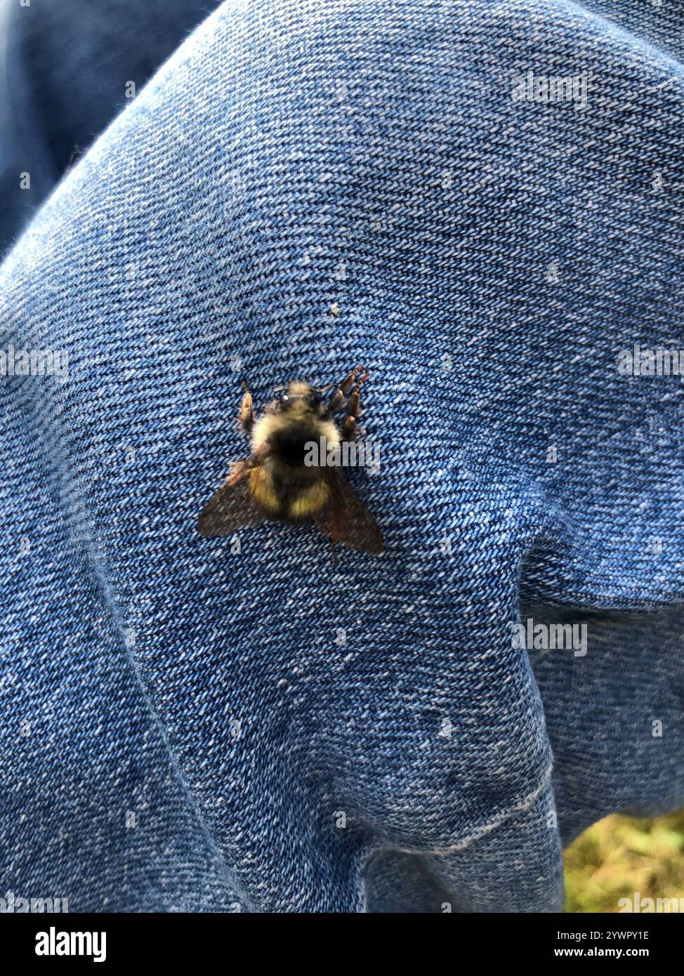 Sitka Bumble Bee (Bombus sitkensis Stock Photo - Alamy