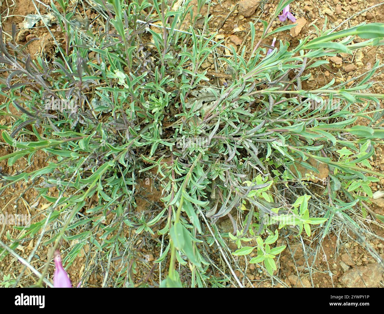 Short Stalk Penstemon (Penstemon parvulus Stock Photo - Alamy