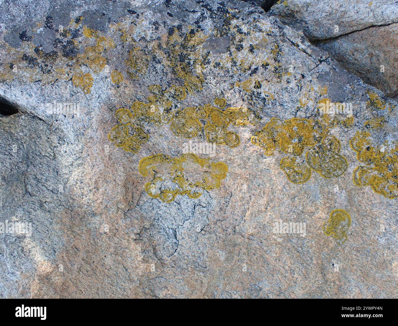 Ringed Firedot Lichen (Polycauliona verruculifera Stock Photo - Alamy
