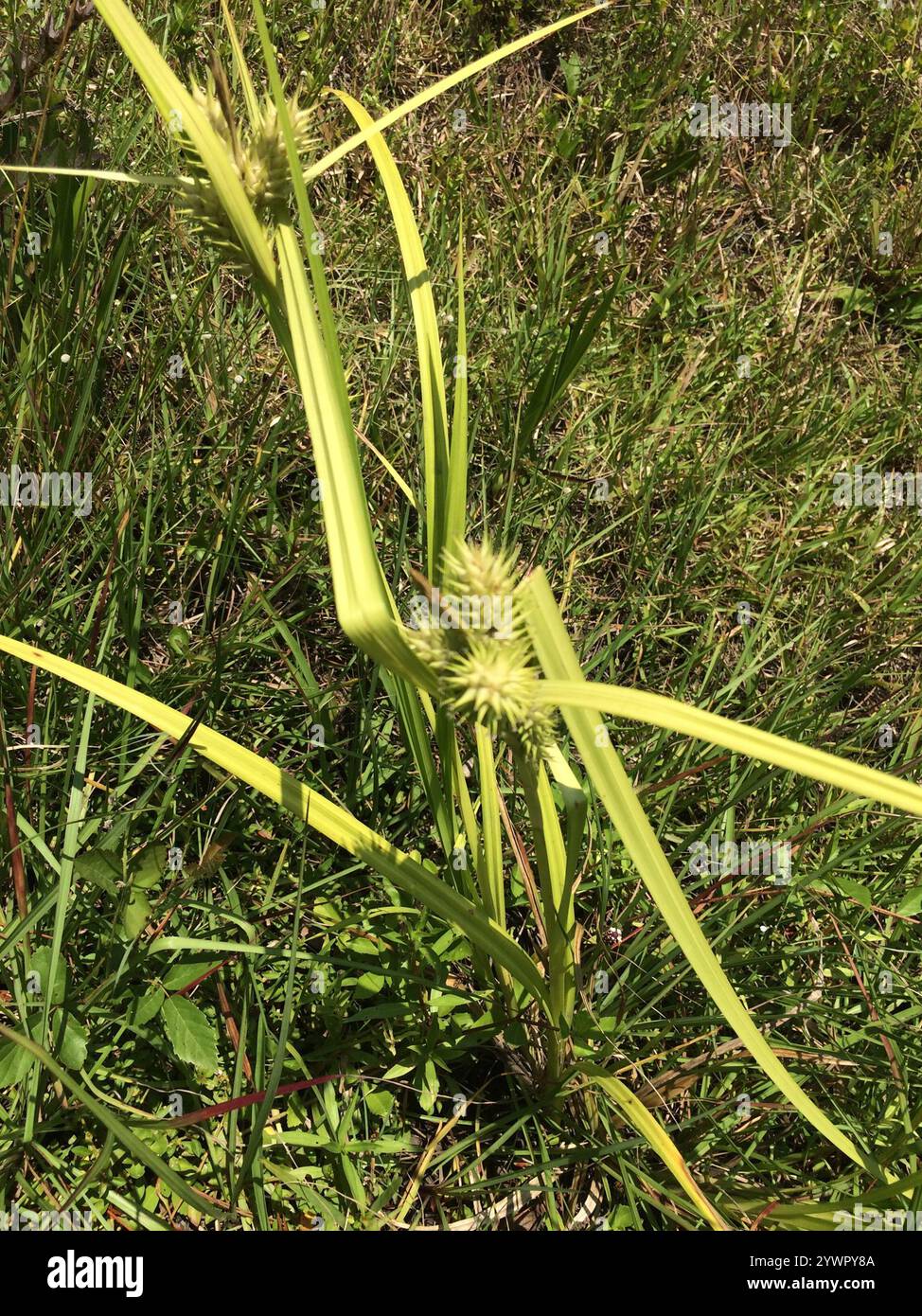 hop sedge (Carex lupulina Stock Photo - Alamy