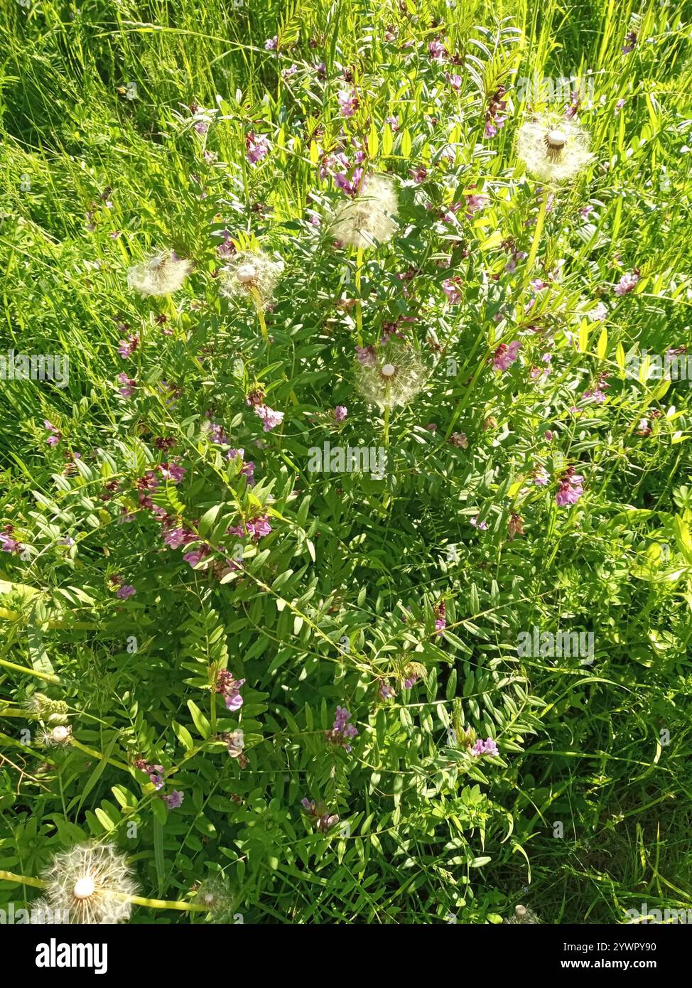 Bush Vetch (Vicia sepium Stock Photo - Alamy