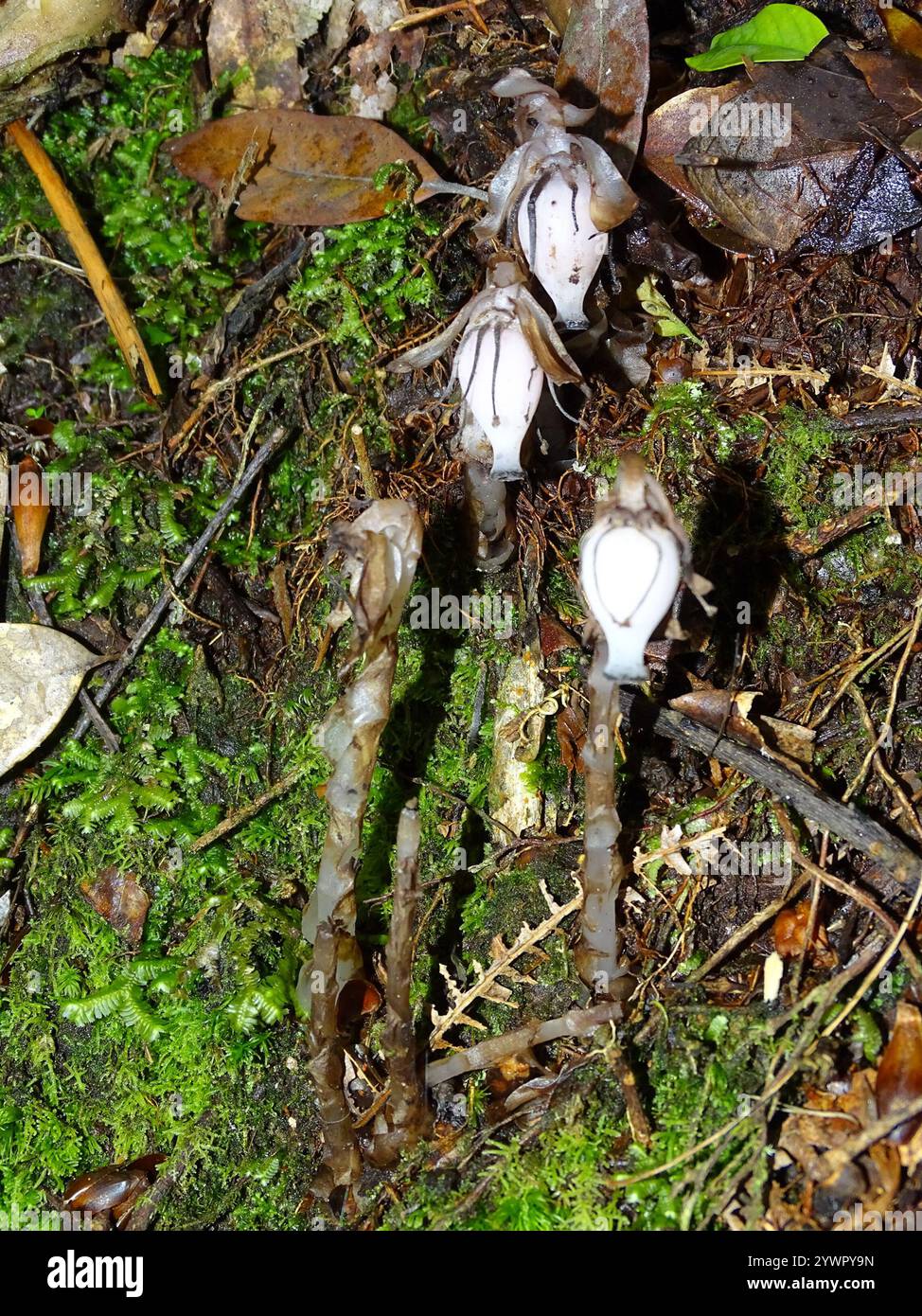 Convulsion hi-res stock photography and images - Alamy