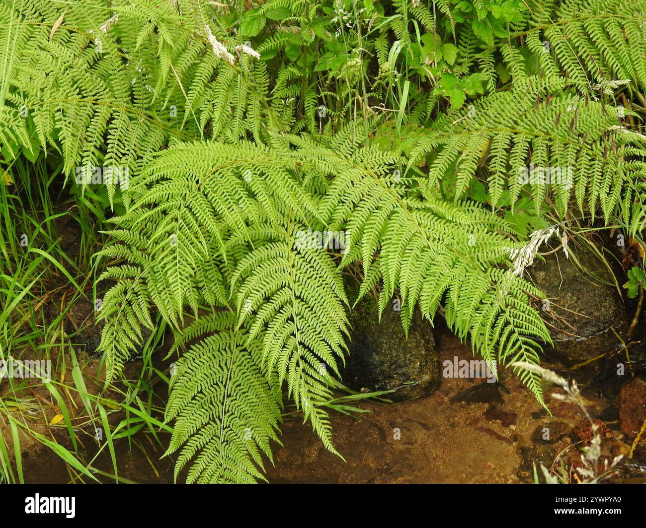 lady fern (Athyrium filix-femina Stock Photo - Alamy
