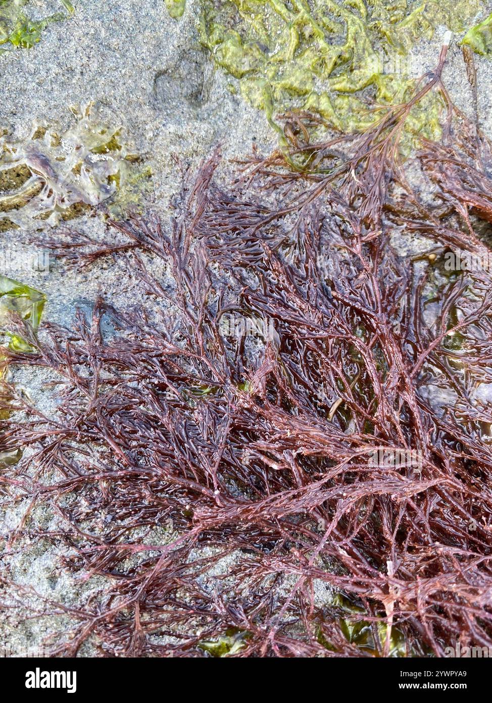 red algae (Rhodophyta Stock Photo - Alamy