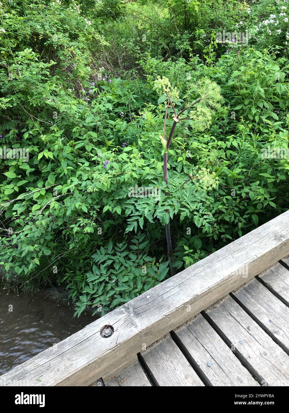 purple-stemmed angelica (Angelica atropurpurea Stock Photo - Alamy