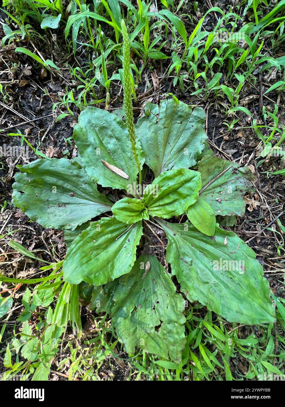 greater plantain (Plantago major Stock Photo - Alamy