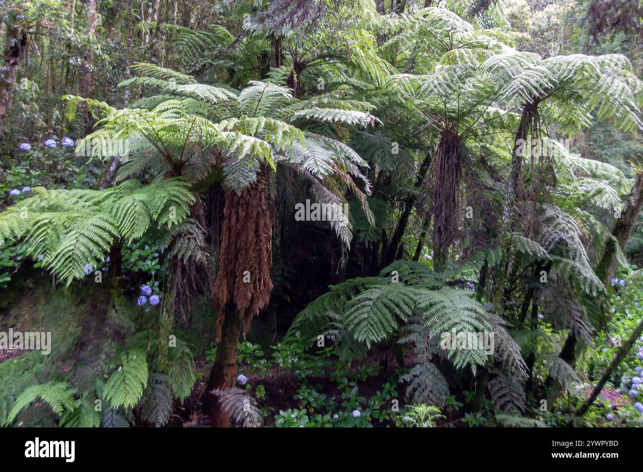 scaly tree ferns (Cyathea Stock Photo - Alamy