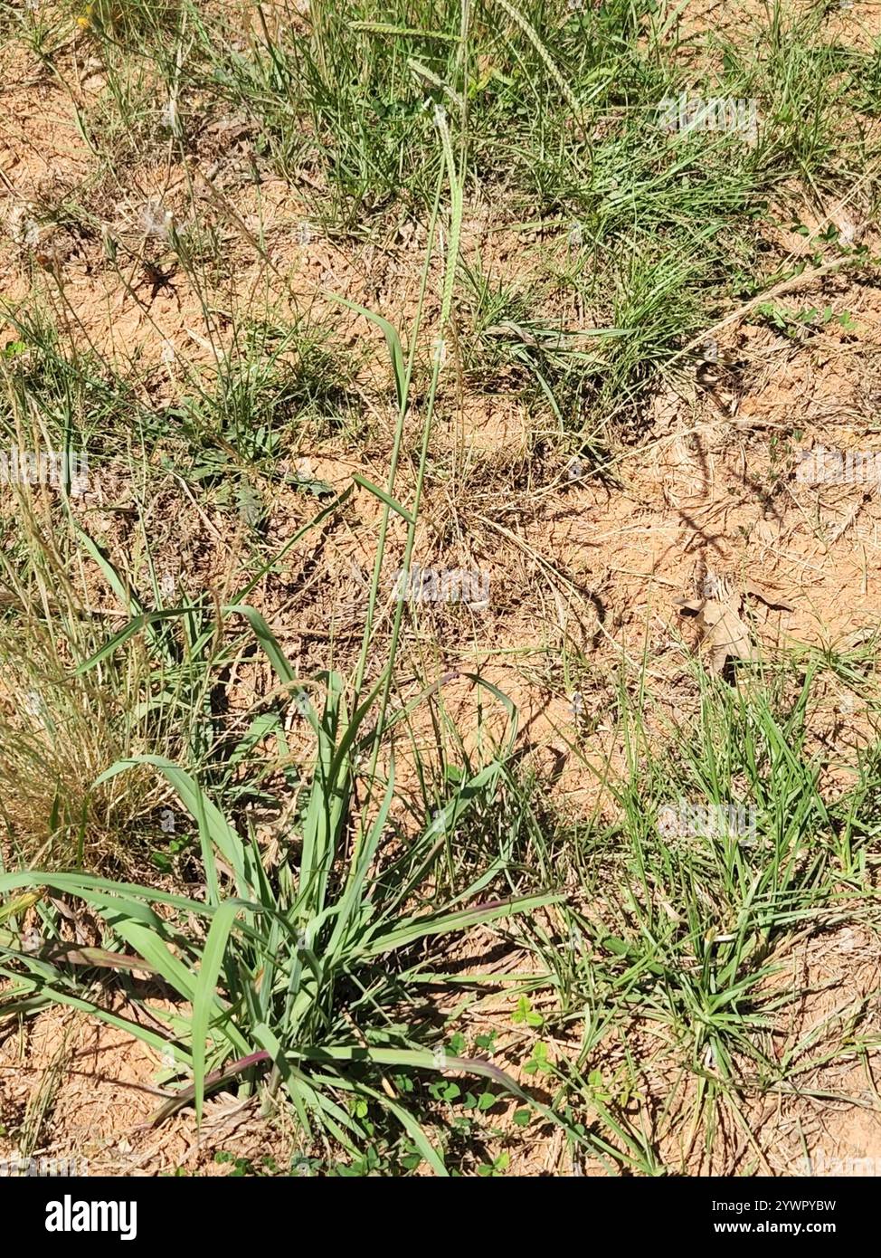 Dallis grass (Paspalum dilatatum Stock Photo - Alamy