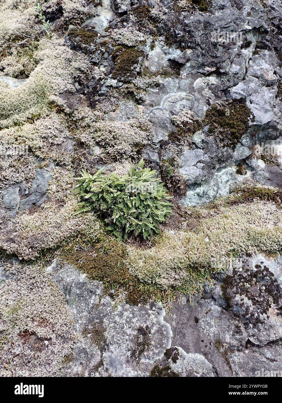 lace lip fern (Myriopteris gracillima Stock Photo - Alamy