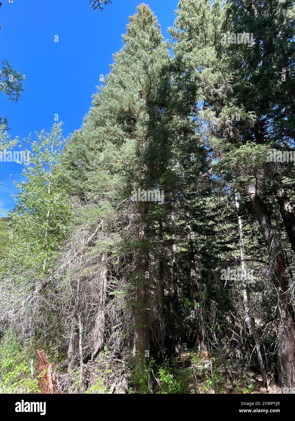 Engelmann spruce (Picea engelmannii Stock Photo - Alamy