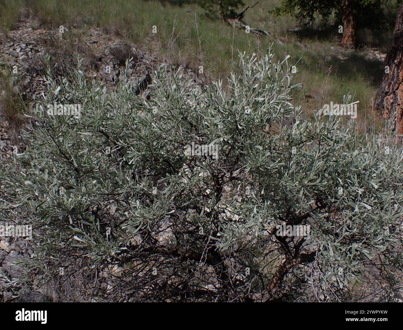 Big Sagebrush (Artemisia tridentata Stock Photo - Alamy