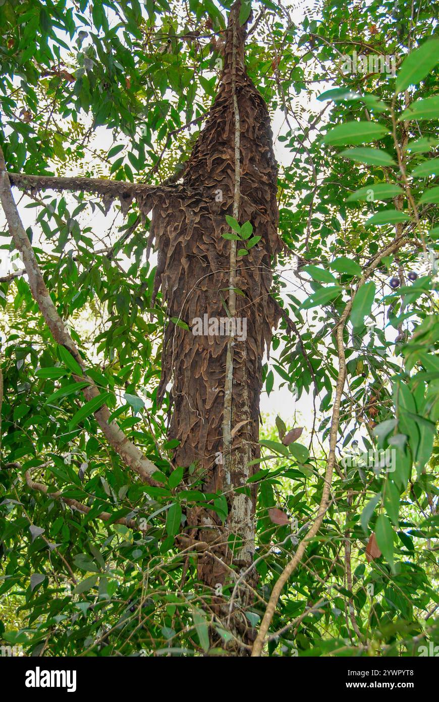 Cecropia Ants and Allies (Azteca Stock Photo - Alamy