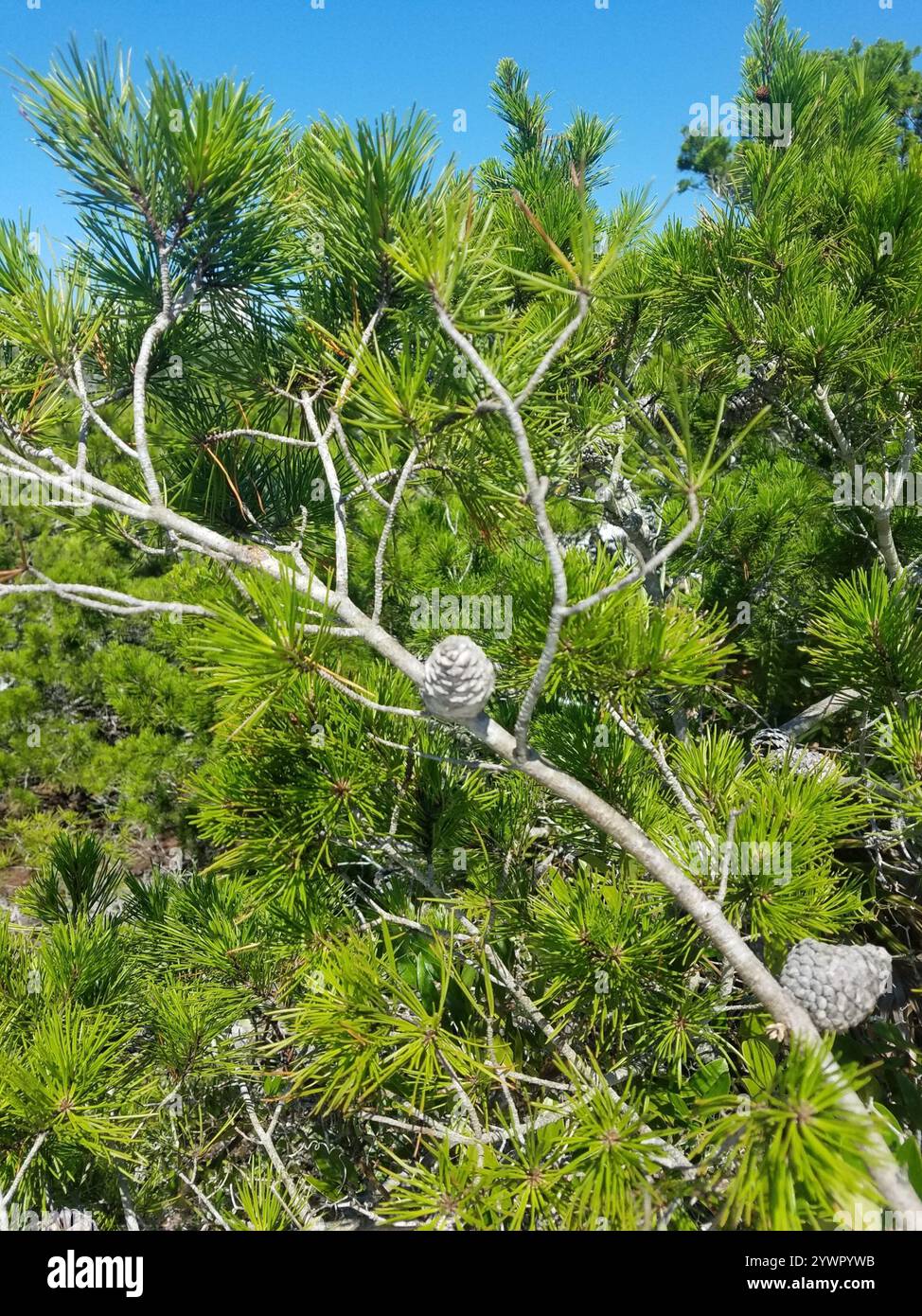 sand pine (Pinus clausa Stock Photo - Alamy