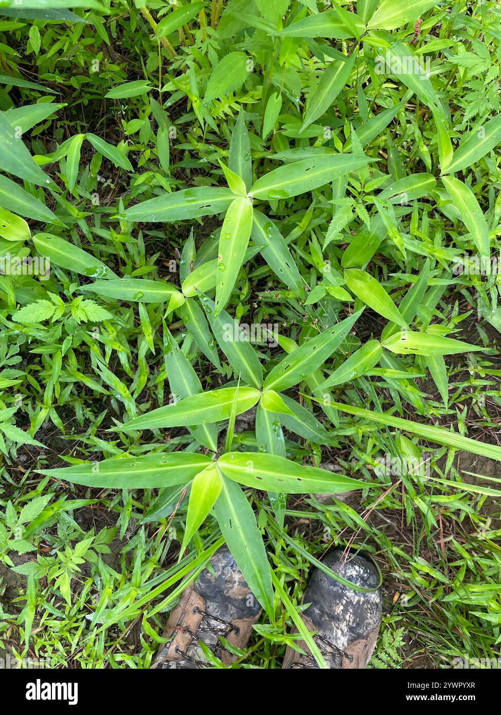 Virginia Dayflower (Commelina virginica Stock Photo - Alamy