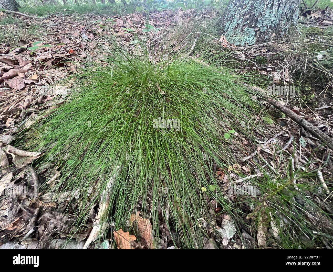 wavy hair-grass (Avenella flexuosa Stock Photo - Alamy