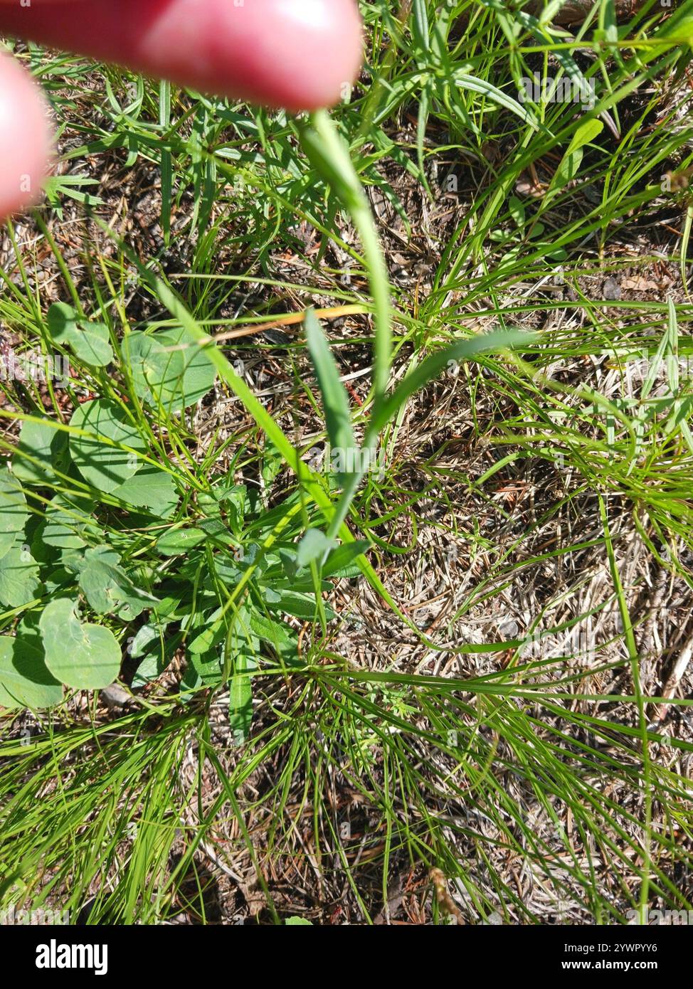 Graham's Rockcress (Boechera grahamii Stock Photo - Alamy