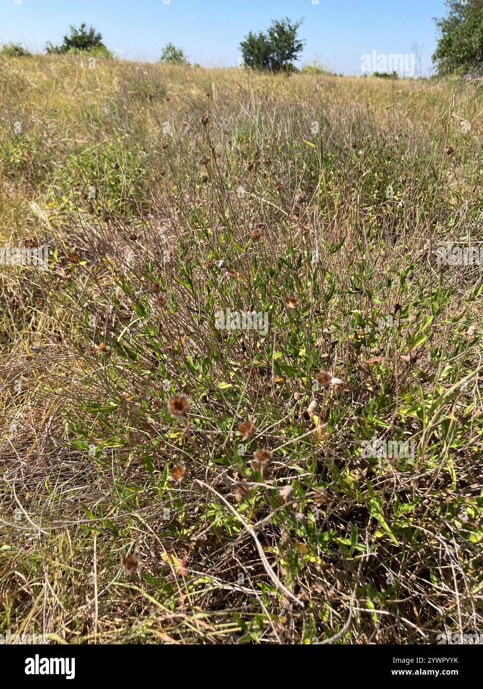 Texas creeping-oxeye (Wedelia hispida Stock Photo - Alamy
