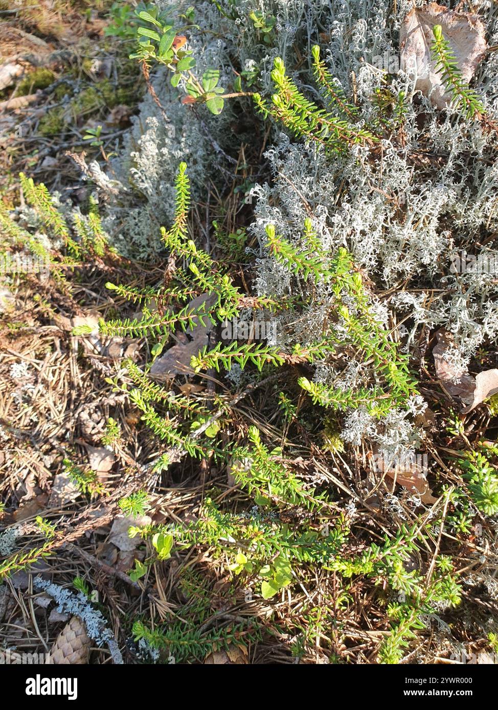 black crowberry (Empetrum nigrum Stock Photo - Alamy