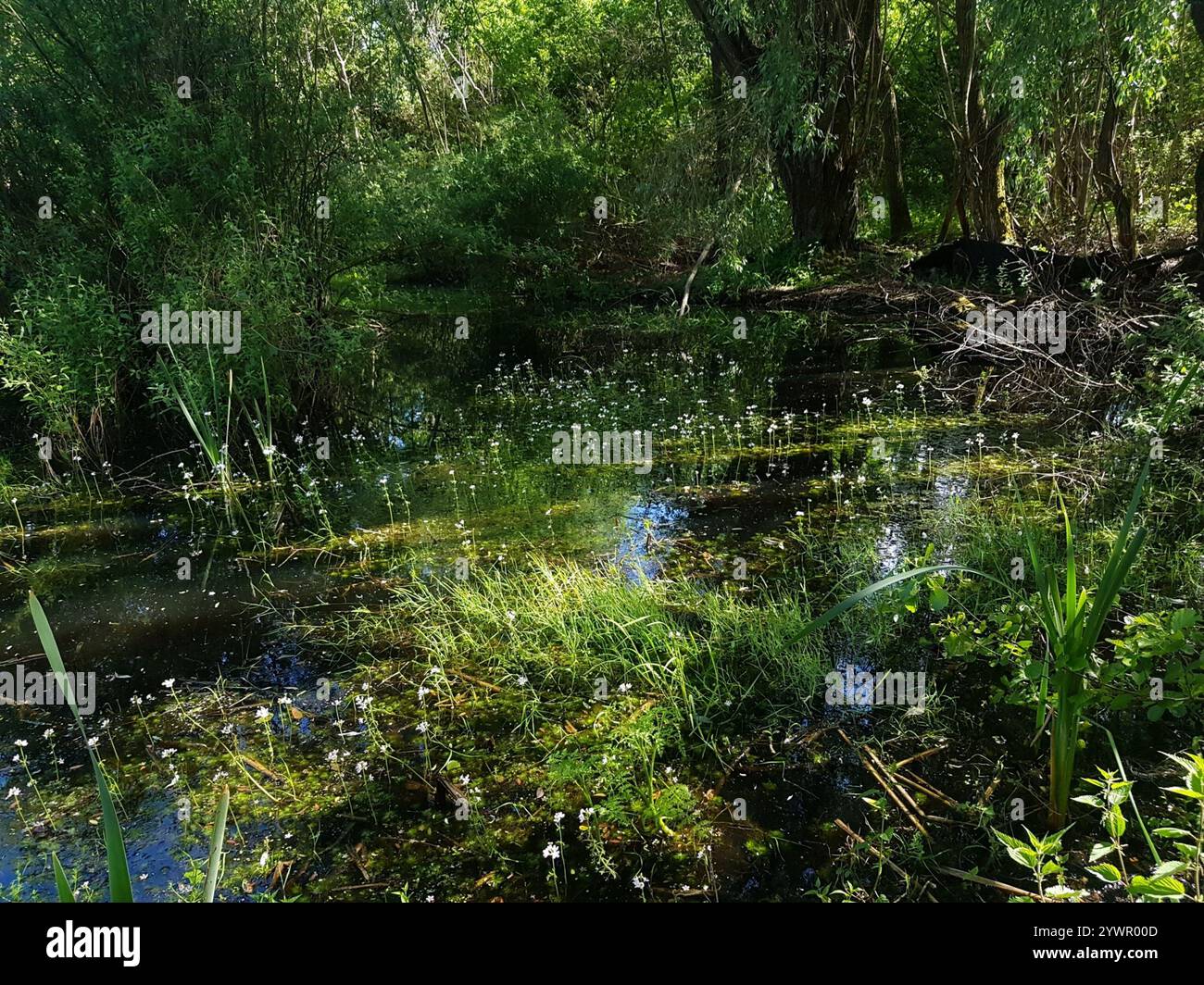 Water Violet (Hottonia palustris Stock Photo - Alamy