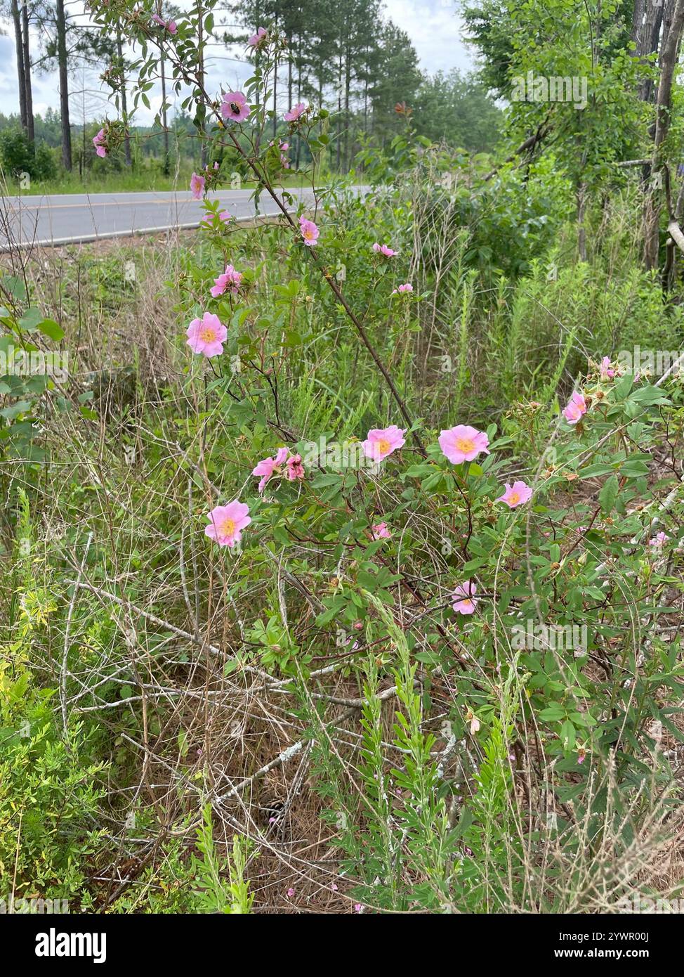 Rosa palustris swamp rose hi-res stock photography and images - Alamy